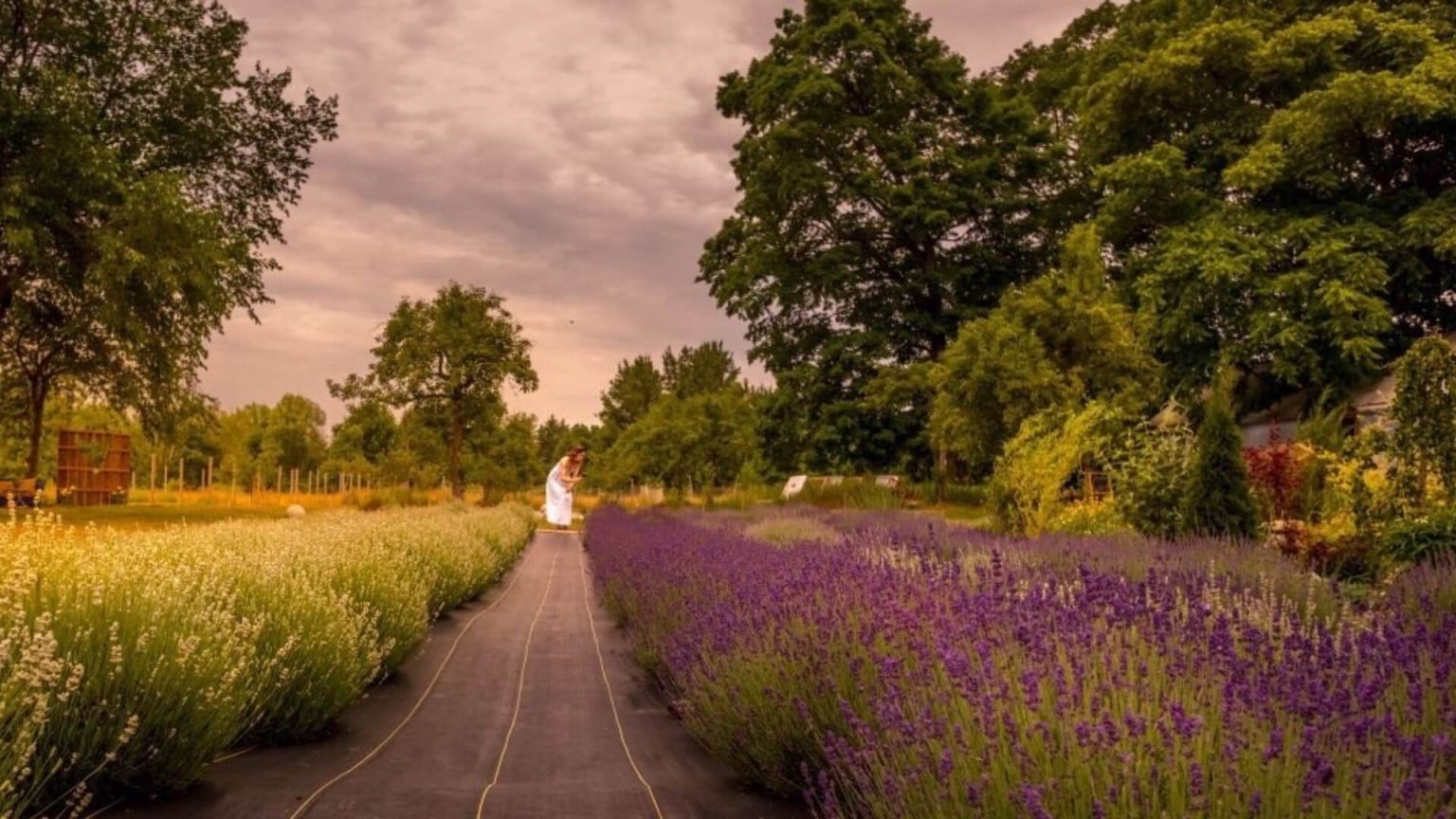 Explore Ontario's Purple Road - Lavender Ontario