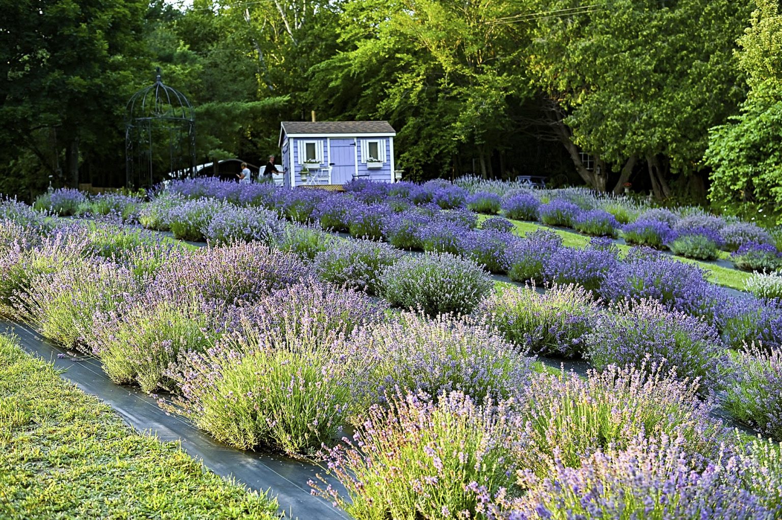 Explore Ontario's Purple Road - Lavender Ontario